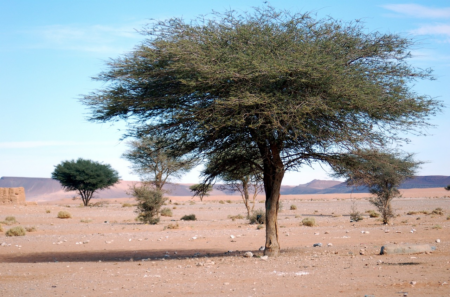 Ghaf Tree: The National Tree of UAE | Shajara Artificial Plants