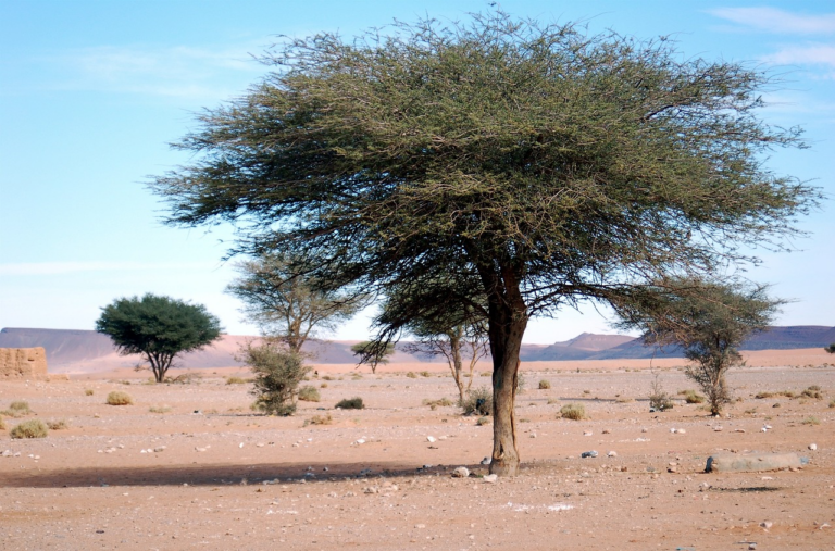 Ghaf Tree: The National Tree of UAE | Shajara Artificial Plants
