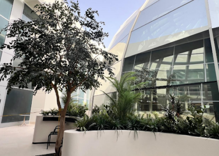 Bespoke Ficus Trees for UAE Gardens | Outdoor & UV-Resistant